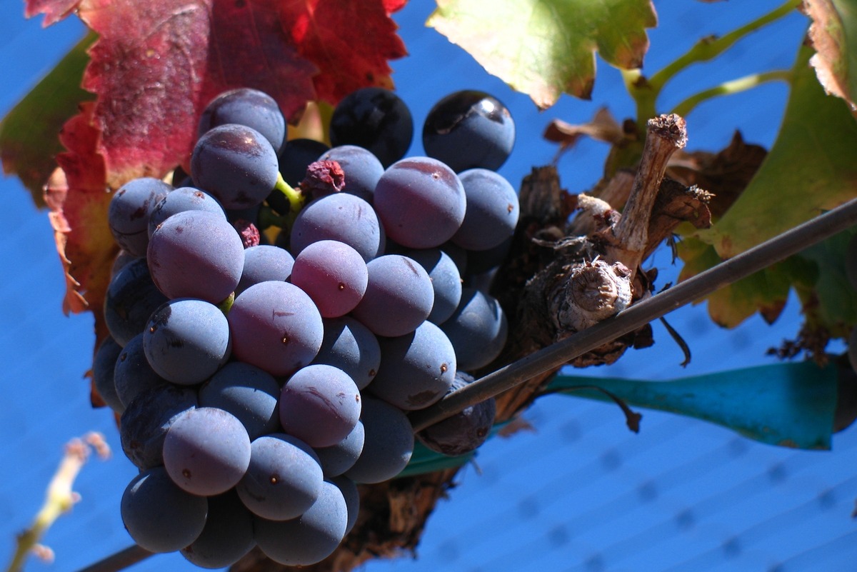 Σταφυλοθεραπεία στο Βουνό των Κενταύρων | Τerrapapers