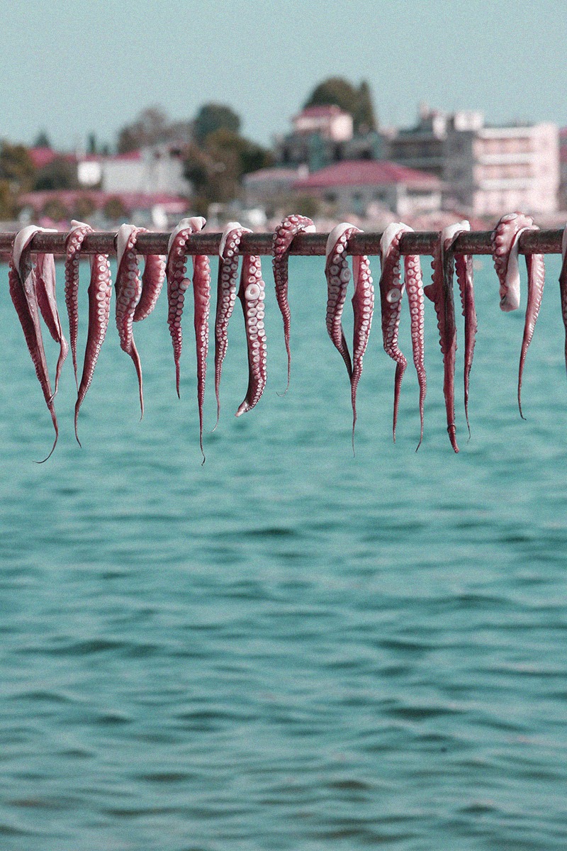 Όχι πια άλλο σεβίτσε | Τerrapapers