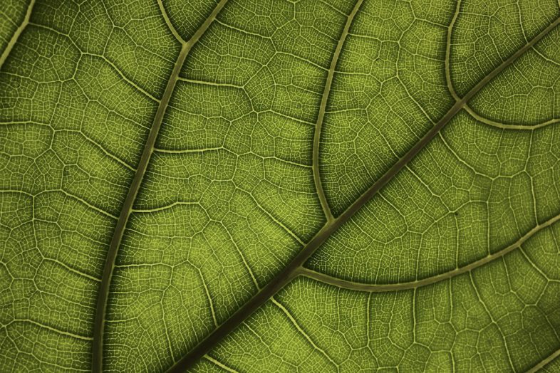 Η Φύση στην Τεχνολογία | Τerrapapers